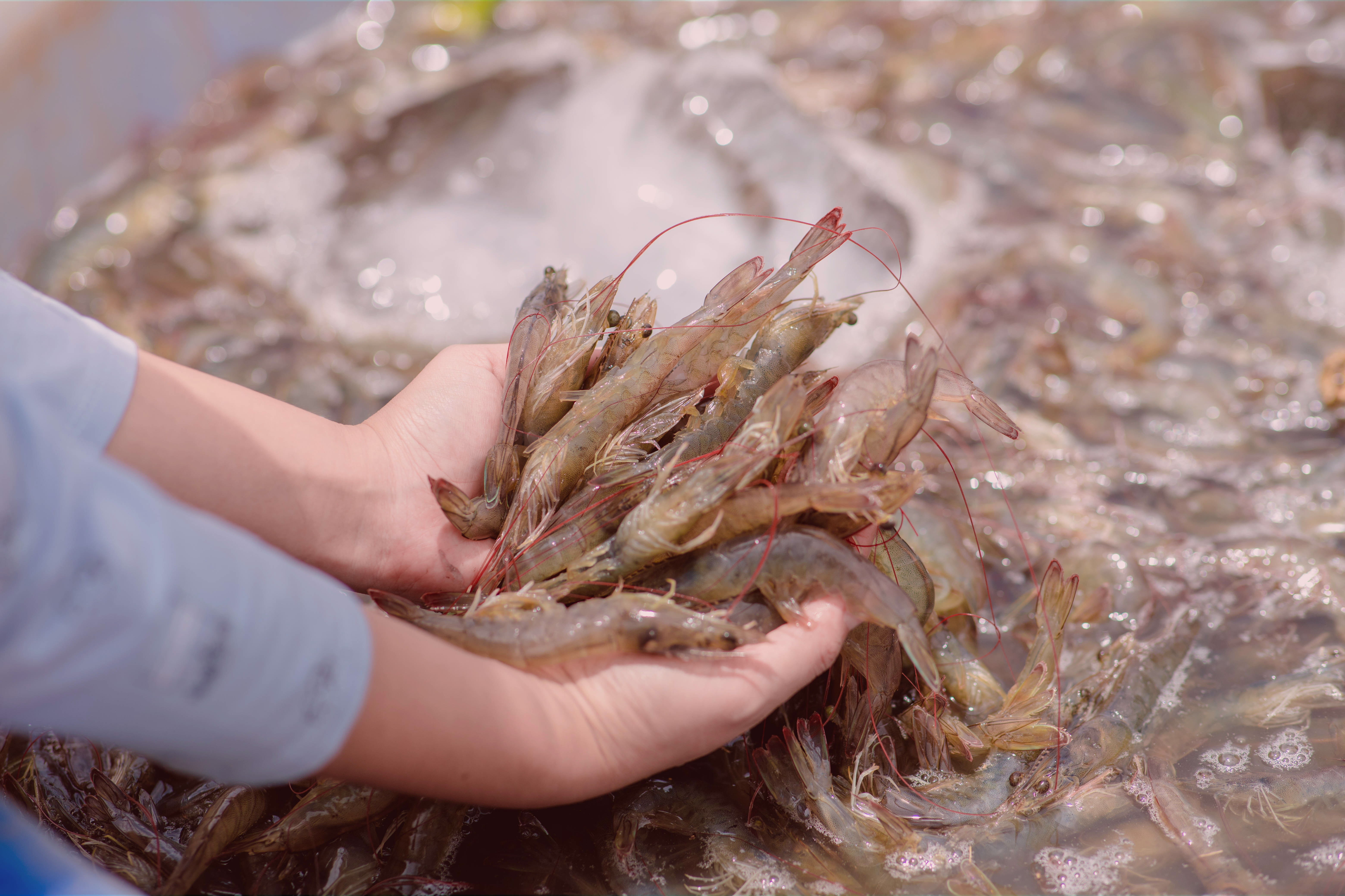 Aquaculture and shellfish farming - Manitou
